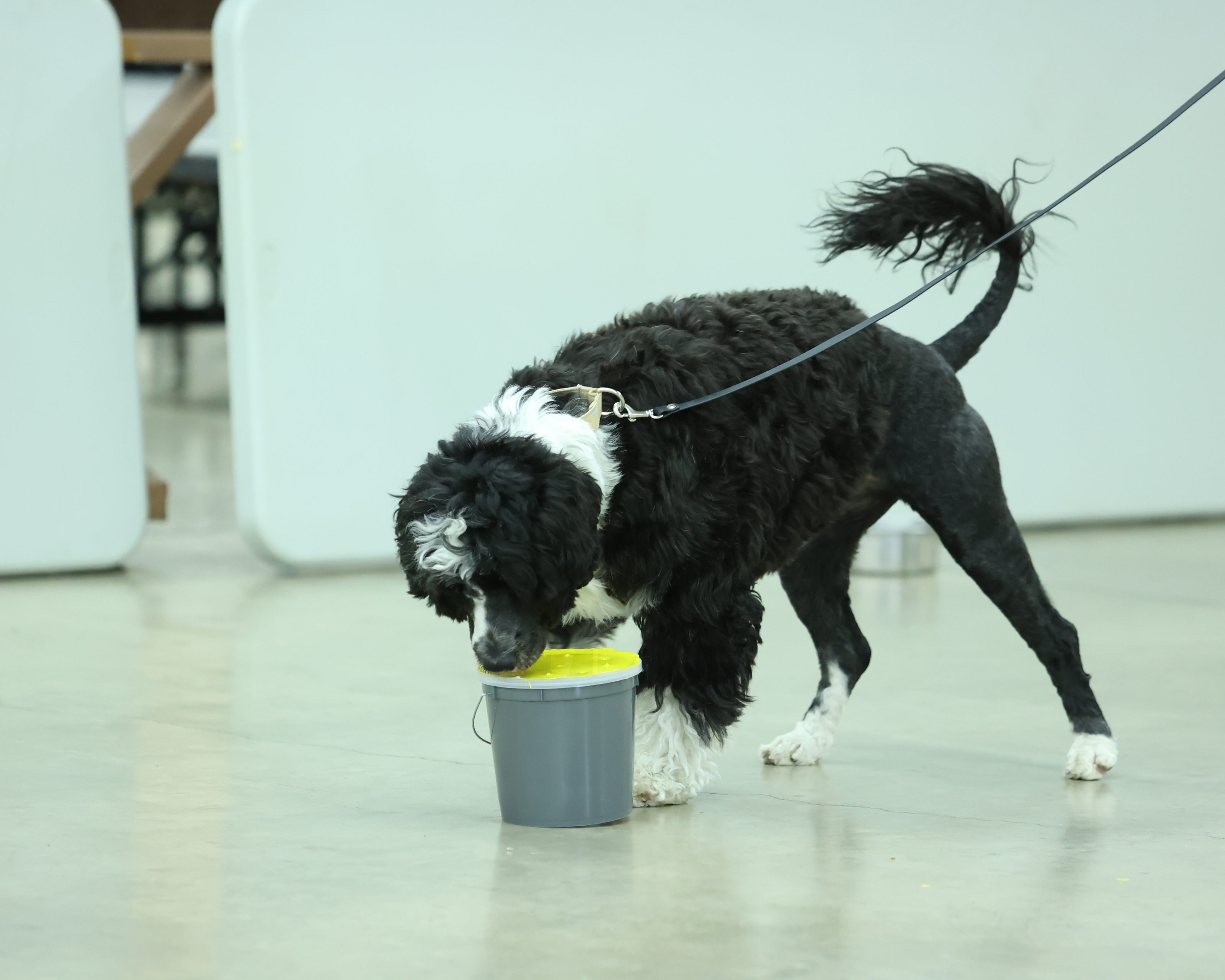Our Girls – InDrive Portuguese Water Dogs